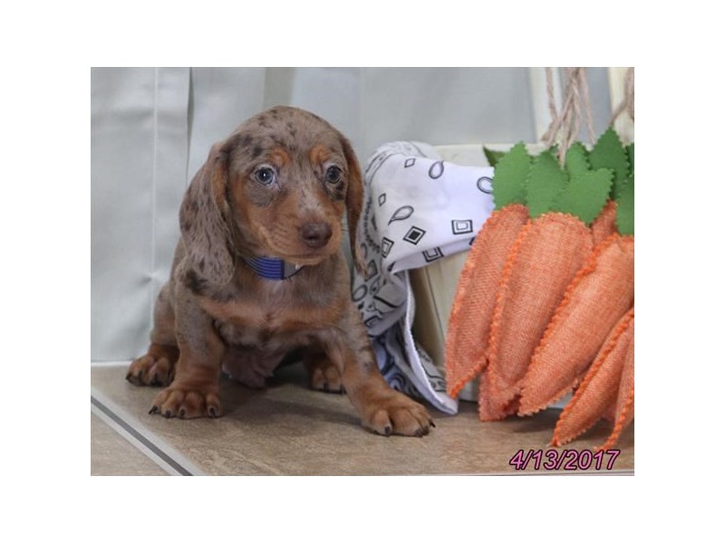 Dachshund-DOG-Male-Red Merle-1777734-Petland Carriage Place