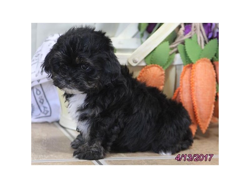 Shih poo-DOG-Male-Black / Tan-1777737-Petland Carriage Place