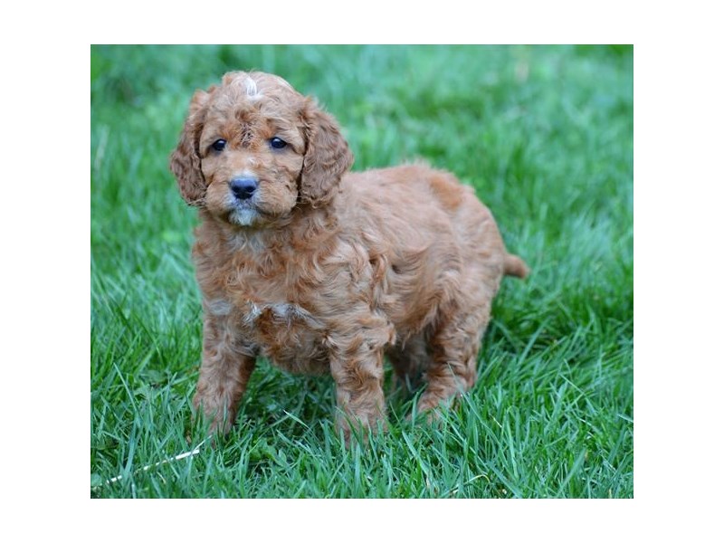 Goldendoodle Mini 2nd Gen-DOG-Female-Red-1787726-Petland Carriage Place