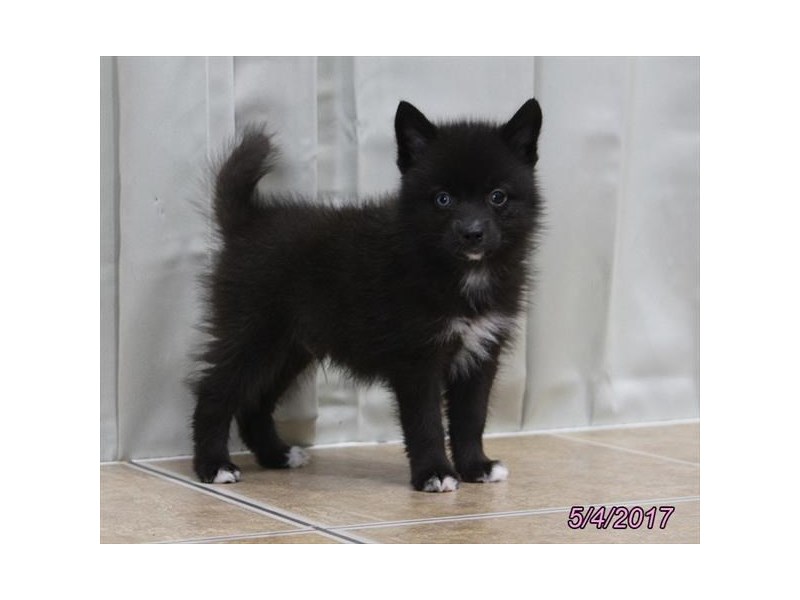 Pomsky-DOG-Male-Black-1792919-Petland Carriage Place