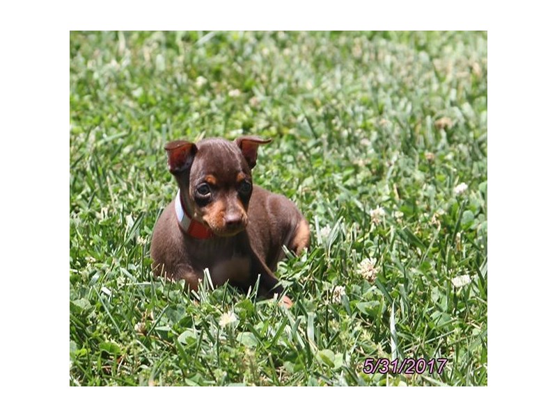 Miniature Pinscher-DOG-Female-Chocolate / Tan-1813529-Petland Carriage ...