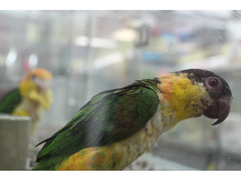 Blackhead Caique-BIRD-Male-blk, yellow, orange, green-1622898-Petland ...