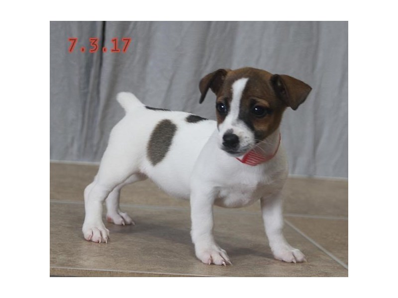 Jack Russell Terrier-DOG-Female-Tri-Colored-1835718-Petland Carriage Place