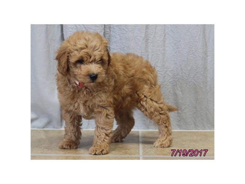 Goldendoodle Mini 2nd Gen-DOG-Male-Red-1850852-Petland Carriage Place