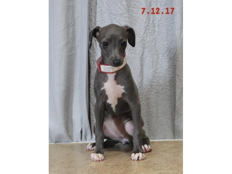 Italian Greyhound-DOG-Male-Blue Fawn-2854157-Petland Columbus, Ohio