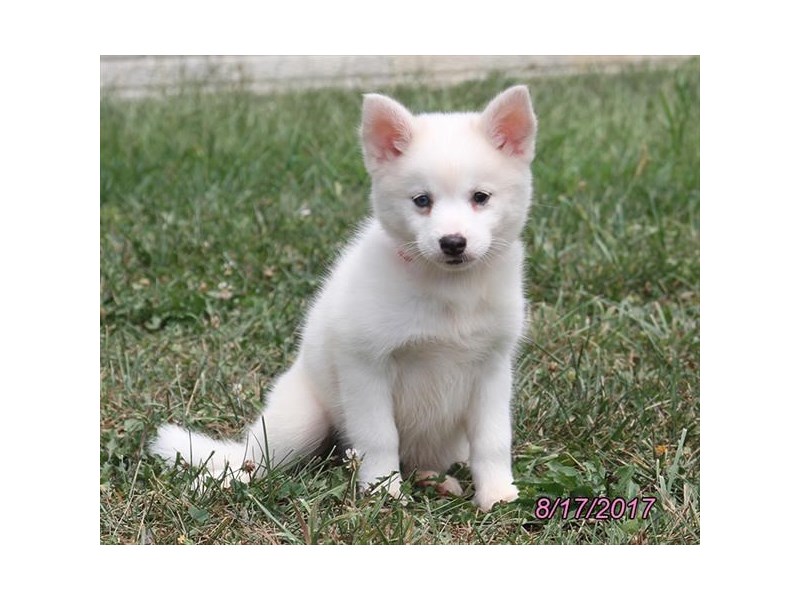 Pomsky-DOG-Female-White-1871652-Petland Carriage Place