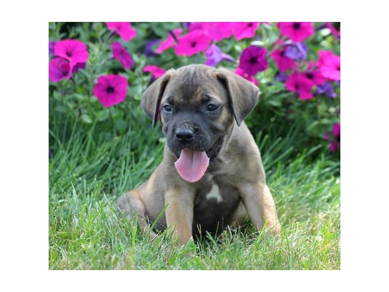 Cane Corso-DOG-Male-Fawn-1878122-Petland Carriage Place