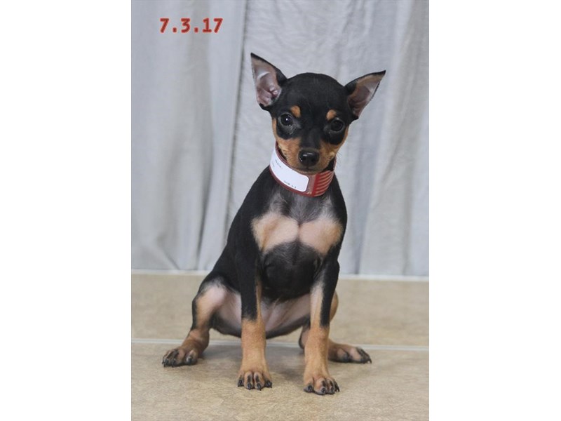 Miniature Pinscher-DOG-Female-Black / Rust-1839997-Petland Columbus, Ohio