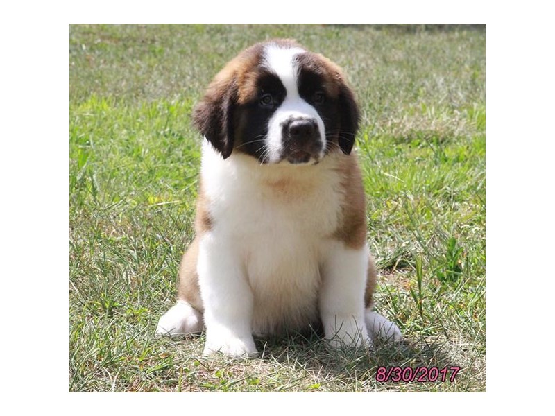 Saint Bernard-DOG-Male-Mahogany / White-1882342-Petland Carriage Place
