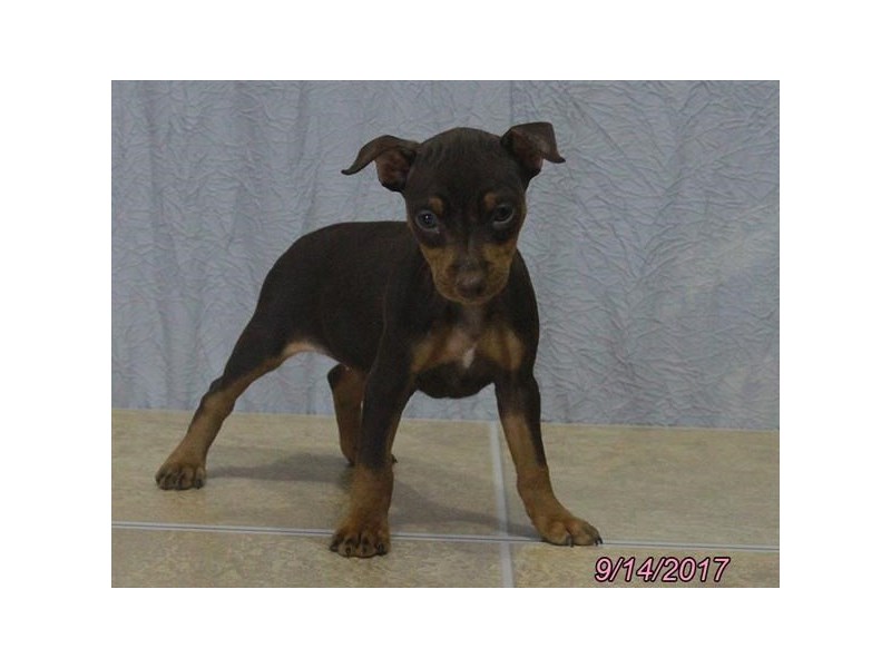 Miniature Pinscher-DOG-Female-Chocolate / Tan-1894130-Petland Carriage ...