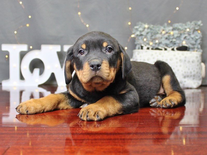 Rottweiler-DOG-Male-Blk/ Tan-1962469-Petland Columbus, Ohio