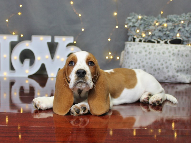 Basset Hound-DOG-Male-Red / White-1963028-Petland Carriage Place