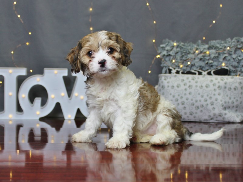 Cavachon-DOG-Female-Brown/ White-1961501-Petland Carriage Place