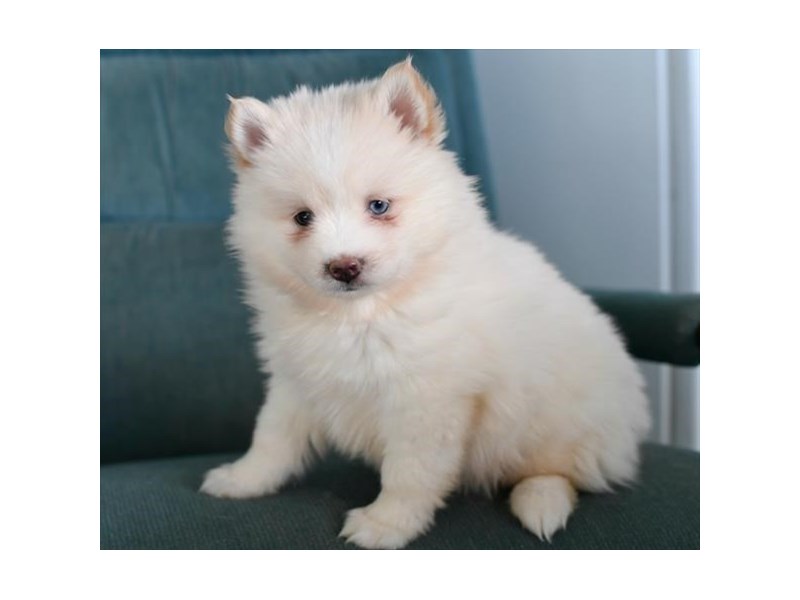 Pomsky-DOG-Female-Cream / White-1976701-Petland Carriage Place