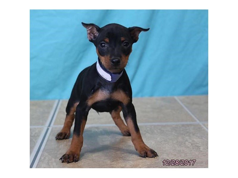 Miniature Pinscher-DOG-Male-Black / Rust-1976706-Petland Columbus, Ohio