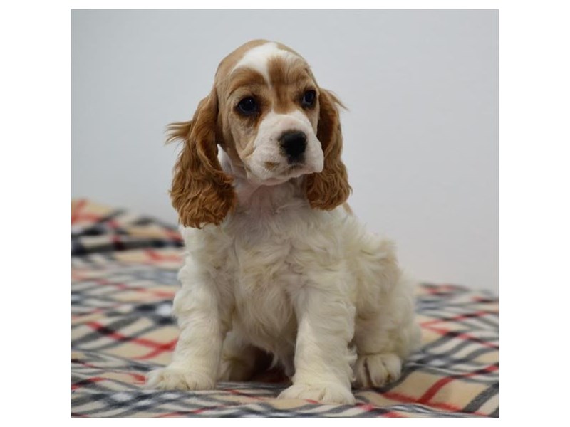 Cocker Spaniel-DOG-Male-Buff / White-1973575-Petland Carriage Place