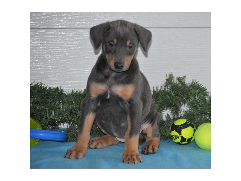 Doberman Pinscher-DOG-Female-Blue / Rust-2002972-Petland Carriage Place