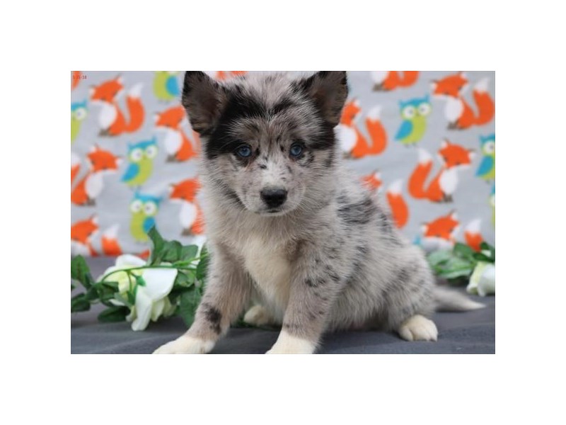 Pomsky-DOG-Male-Blue Merle-2003172-Petland Carriage Place