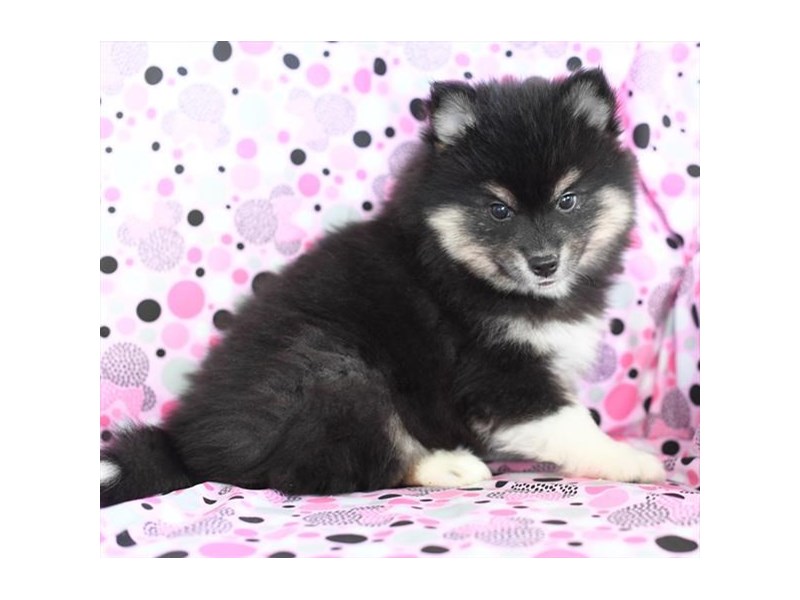 Pomsky-DOG-Female-Black / Tan-1987359-Petland Columbus, Ohio