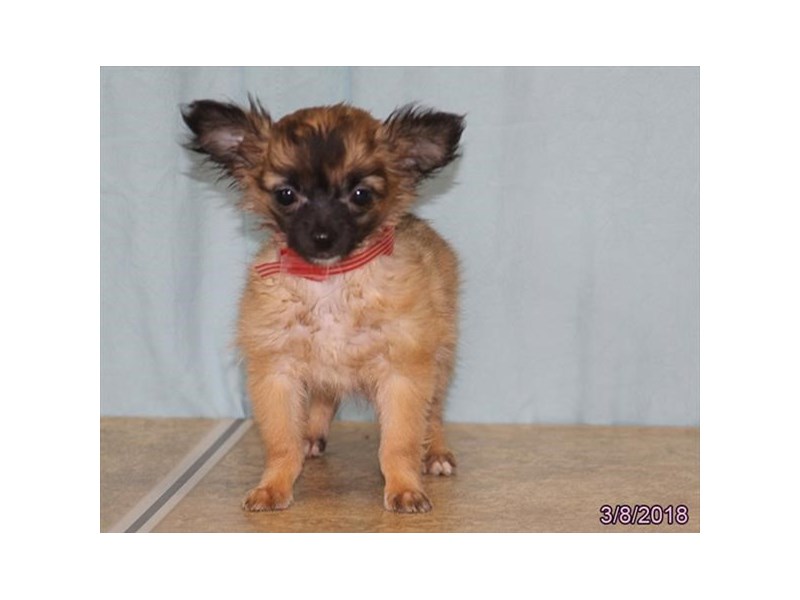 Chihuahua-DOG-Female-Fawn Sable-2028712-Petland Carriage Place