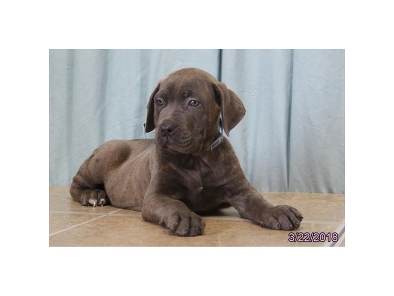 Cane Corso-DOG-Male-Blue Brindle-2045876-Petland Carriage Place
