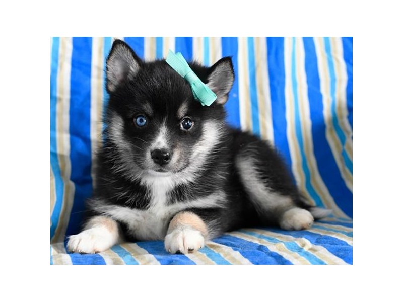 Pomsky Puppy Black / Tan ID:13456 Located at Petland Columbus, Ohio