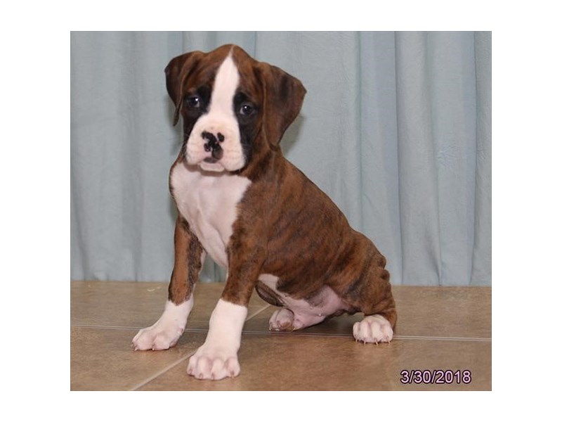 Boxer-DOG-Male-Brindle / White-2053686-Petland Carriage Place