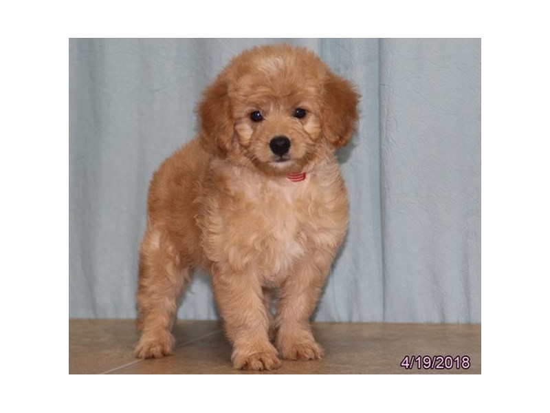 Mini Goldendoodle-DOG-Female-Apricot-2068974-Petland Columbus, Ohio