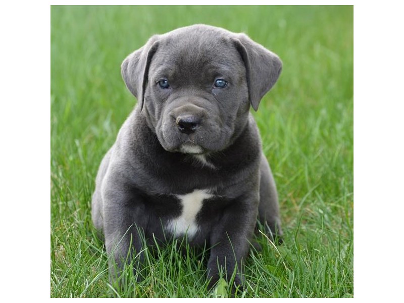 Cane Corso-DOG-Male-Blue-2090156-Petland Columbus, Ohio