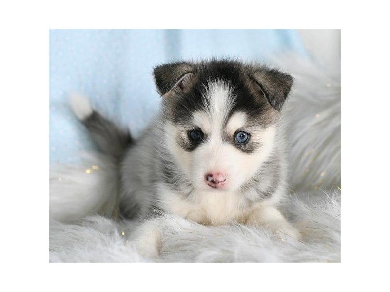 Pomsky-DOG-Male-Gray / White-2090163-Petland Carriage Place