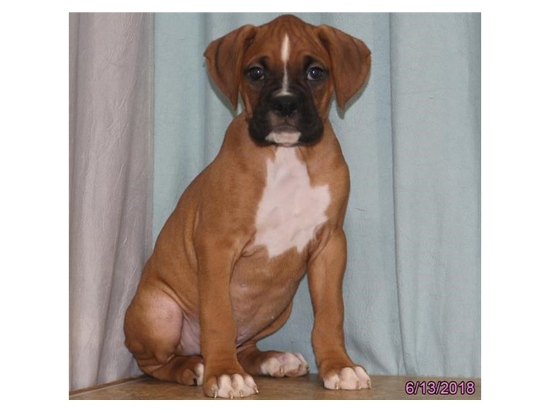 Boxer-DOG-Male-Fawn/ Blk Msk-2109330-Petland Carriage Place