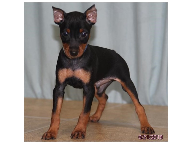Miniature Pinscher-DOG-Male-Black / Rust-2114392-Petland Columbus, Ohio
