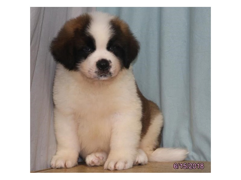 Saint Bernard-DOG-Male-Mahogany / White-2109331-Petland Carriage Place