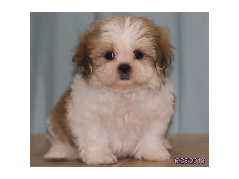 Shih Tzu-DOG-Male-Gold / White-2119627-Petland Carriage Place