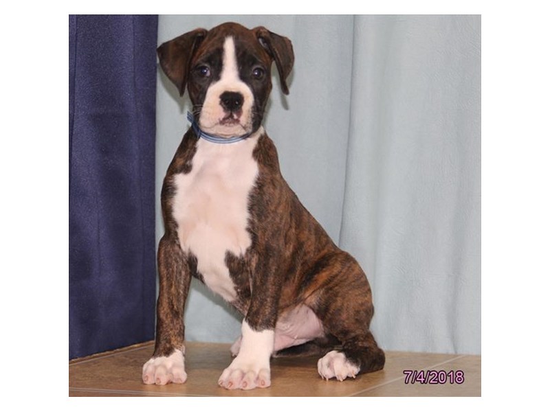 Boxer-DOG-Male-Brindle / White-2124444-Petland Carriage Place