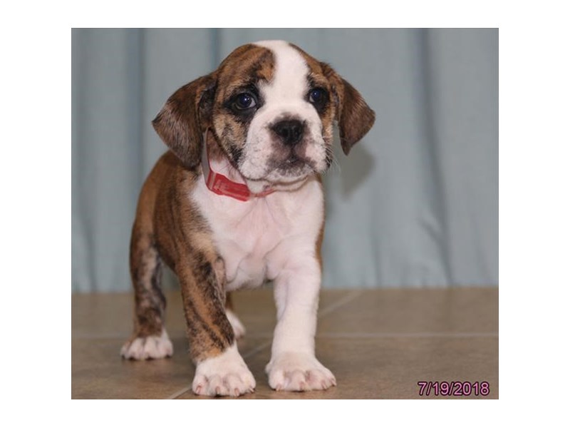 Bulldog/Bulldog-Beagle-DOG-Female-Brindle / White-2134522-Petland ...