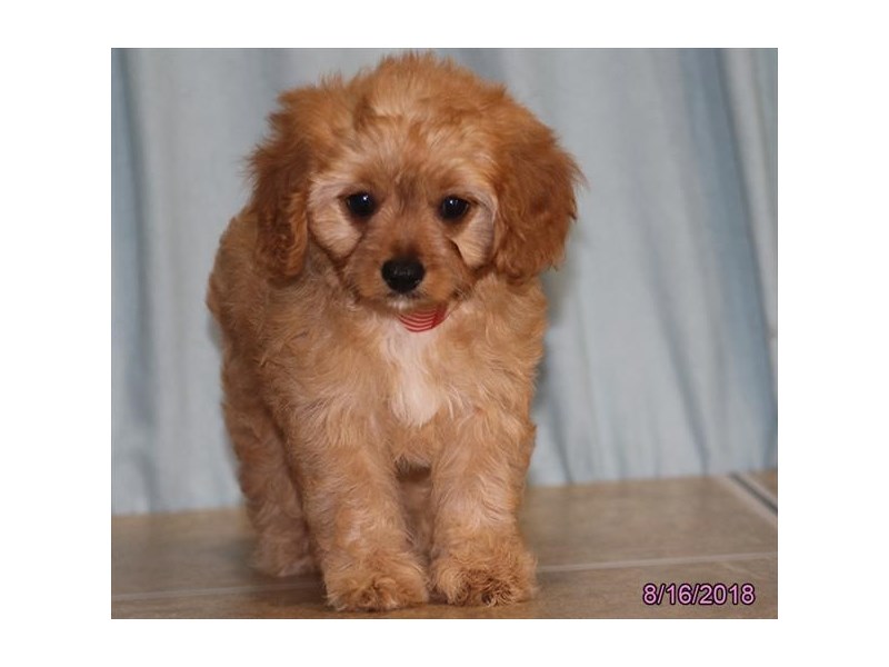 Cavapoo-DOG-Female-Red-2155580-Petland Carriage Place