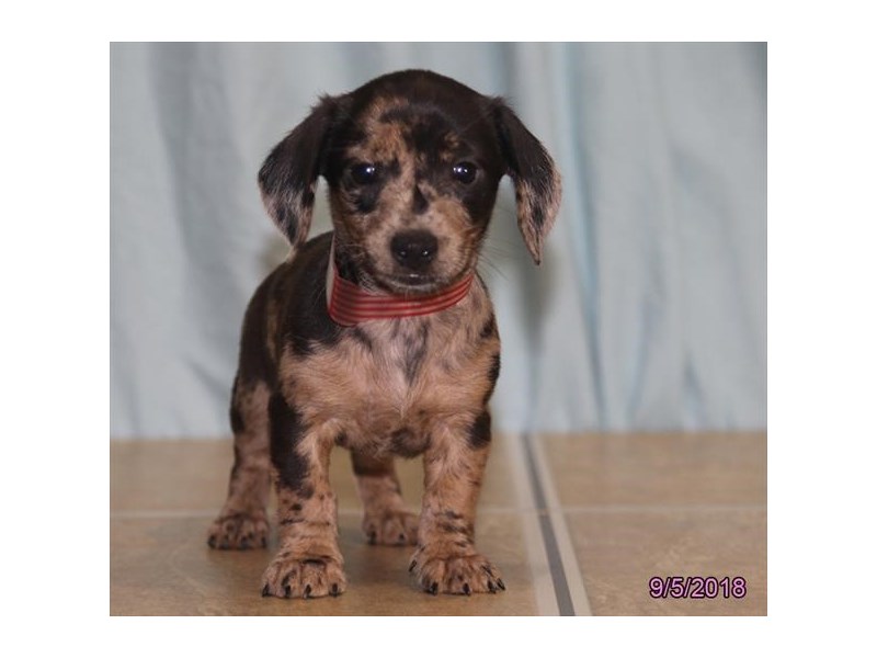 Chiweenie-DOG-Female-Blk/ Tan Dapple-2171267-Petland Carriage Place