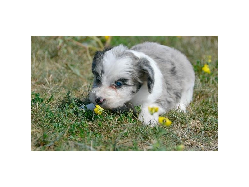 Aussie Poo-DOG-Female-Blue Merle-2171299-Petland Columbus, Ohio