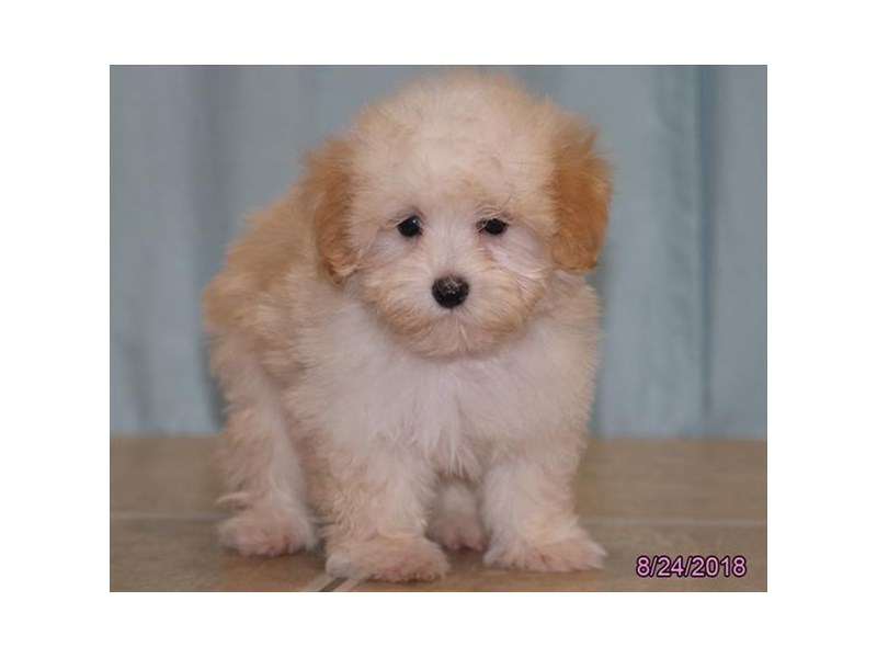 Maltese/Poodle-DOG-Male-Tan-2160756-Petland Carriage Place