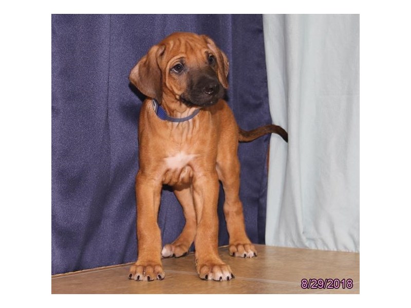 Rhodesian Ridgeback-DOG-Male-Wheaten-2165871-Petland Carriage Place