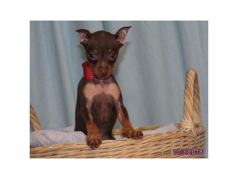 Miniature Pinscher-DOG-Female-Chocolate / Tan-2189737-Petland Columbus ...