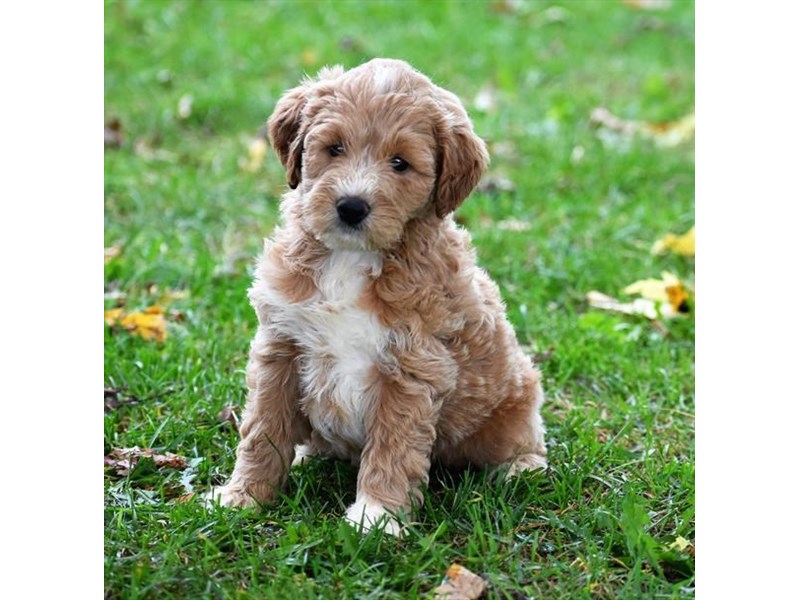 Goldendoodle Mini 2nd Gen-DOG-Male-Apricot-2203816-Petland Carriage Place