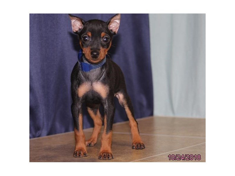 Miniature Pinscher-DOG-Male-Black / Rust-2203819-Petland Columbus, Ohio