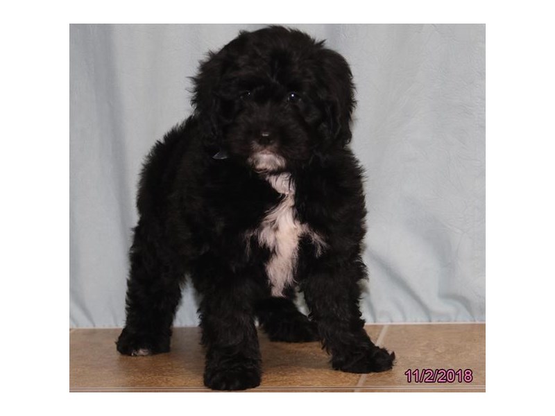 Newfie Poo-DOG-Male-Black / White-2208526-Petland Columbus, Ohio