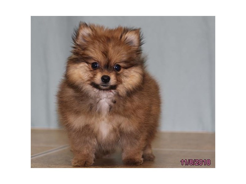 Pomeranian-DOG-Female-Wolf Sable-2213271-Petland Carriage Place