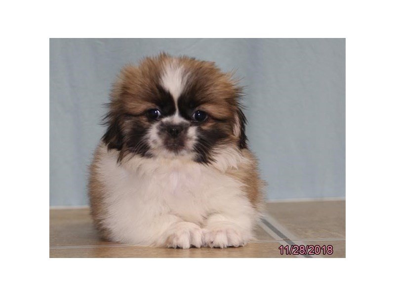 Pekingese Dog Female Fawn Sable 2227342 Petland Columbus Ohio