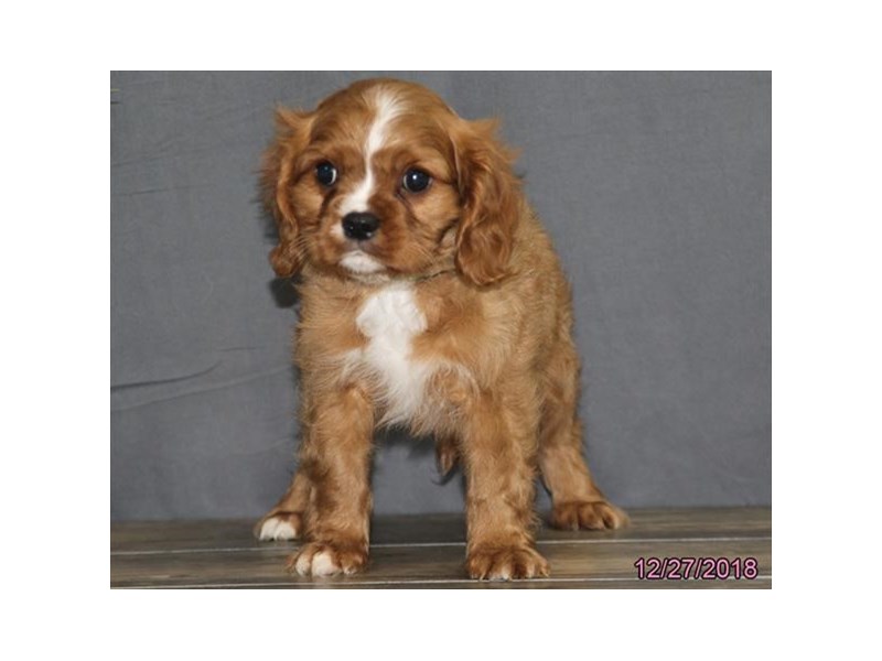 Cavalier King Charles Spaniel-DOG-Male-Ruby-2246599-Petland Columbus, Ohio
