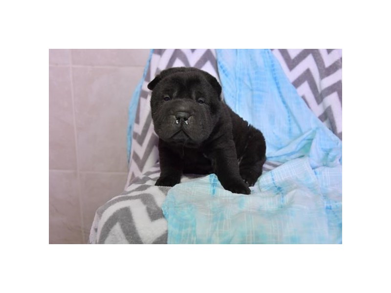 Chinese Shar-Pei-DOG-Male-Black-2246600-Petland Columbus, Ohio