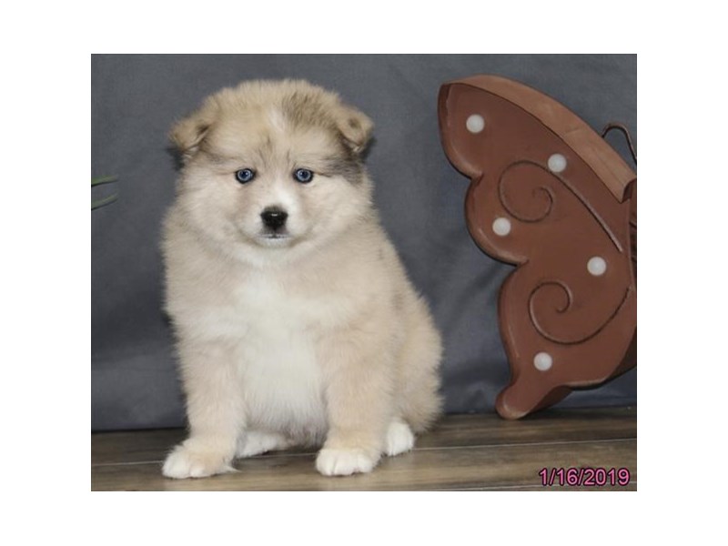 Pomsky Puppy Sable Merle ID:14462 Located at Petland Columbus, Ohio